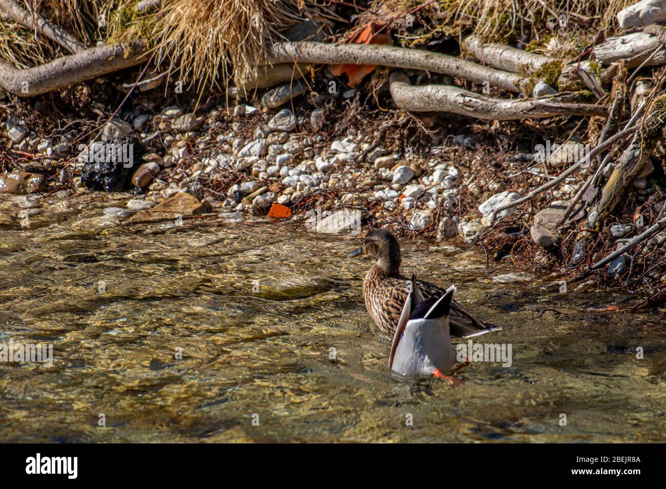 Male mallard duck nose diving Stock Photo - Alamy