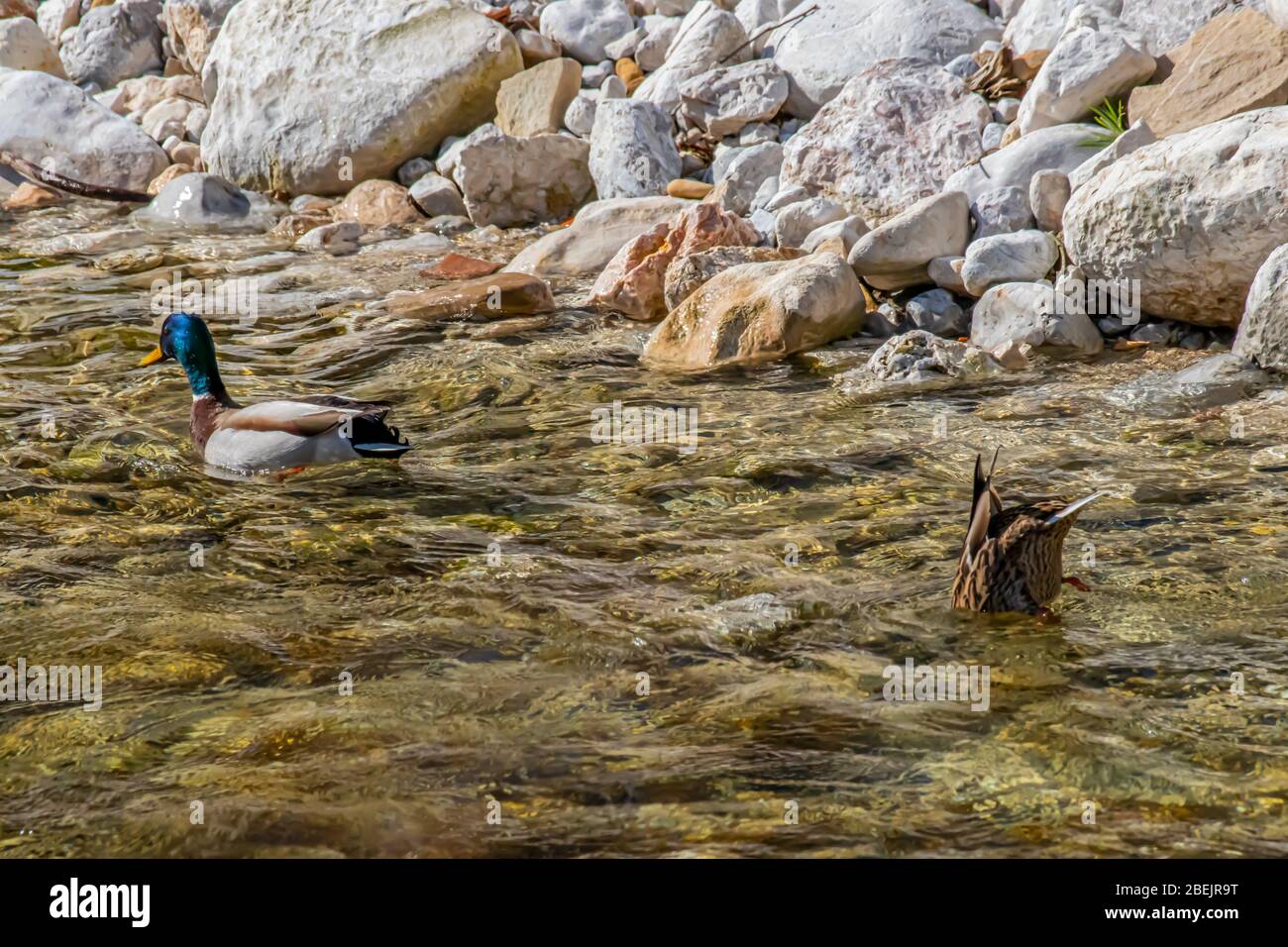 Female mallard duck nose diving in river Stock Photo - Alamy