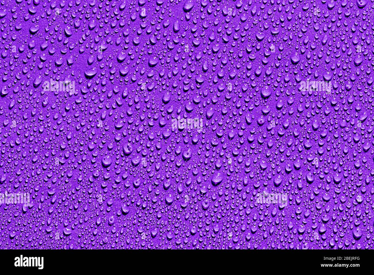 Macro water drops texture on a violet background. Abstract pattern or ...