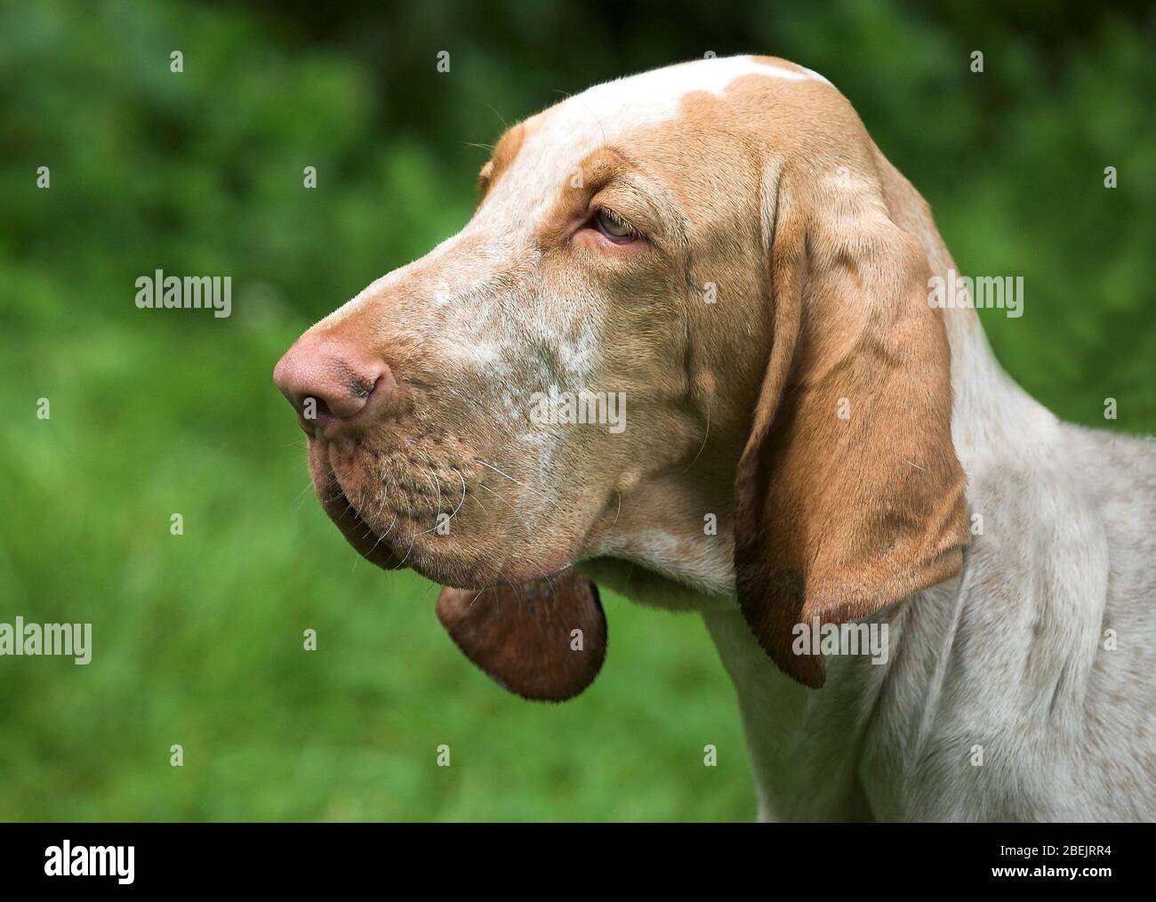 Cute and handsome dog Stock Photo - Alamy
