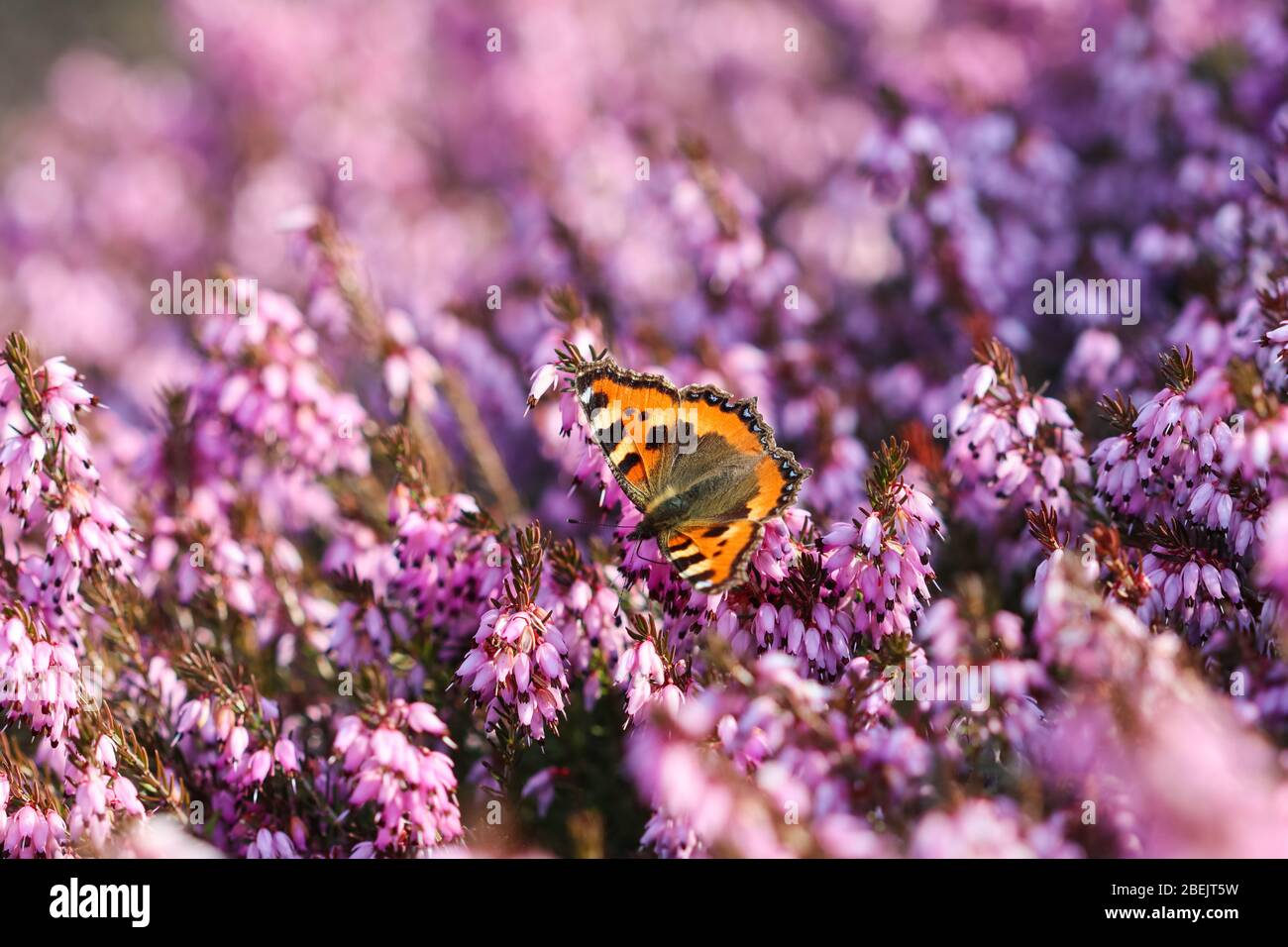 Pink Erica Carnea flowers (Winter Hit) and a butterfly in a spring ...
