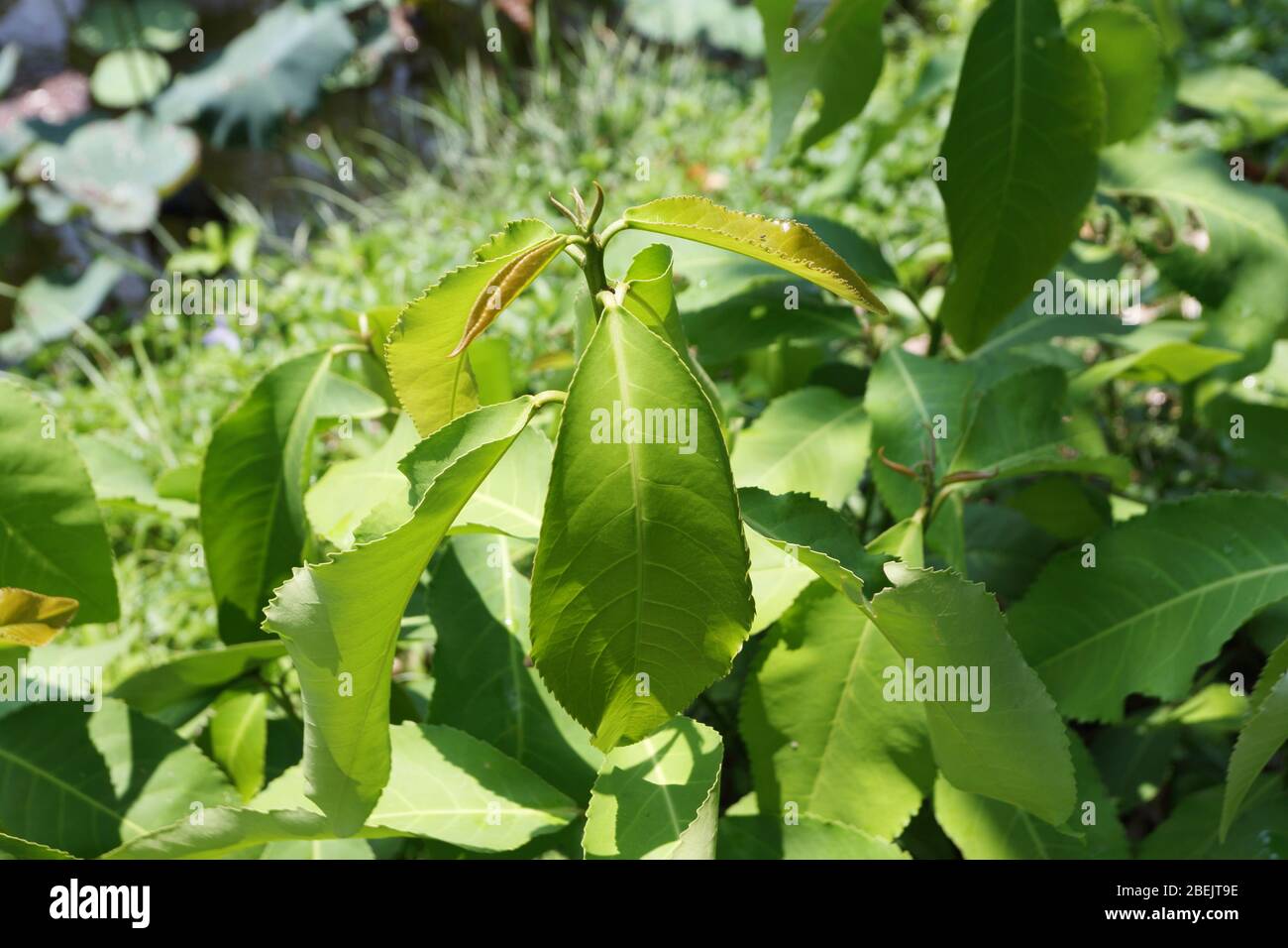 Croton oblongifolius roxb hi-res stock photography and images - Alamy