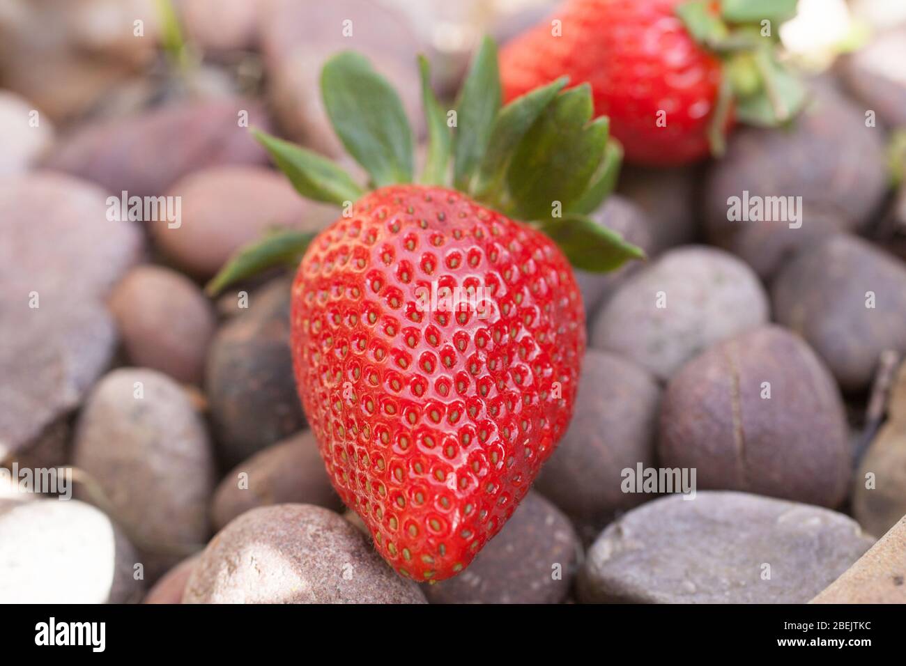 Strawberries shot against pebbles in an outdoor setting Stock Photo - Alamy