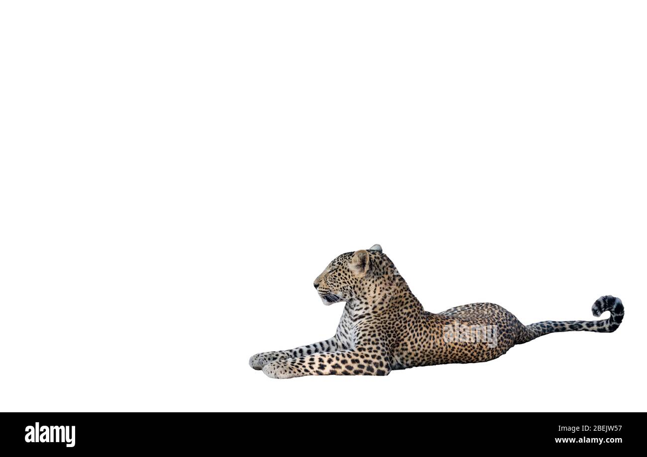 Ground laid Cut Out Stock Images & Pictures - Alamy