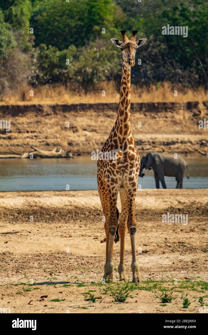 Front view of giraffe looking to the camera Stock Photo - Alamy