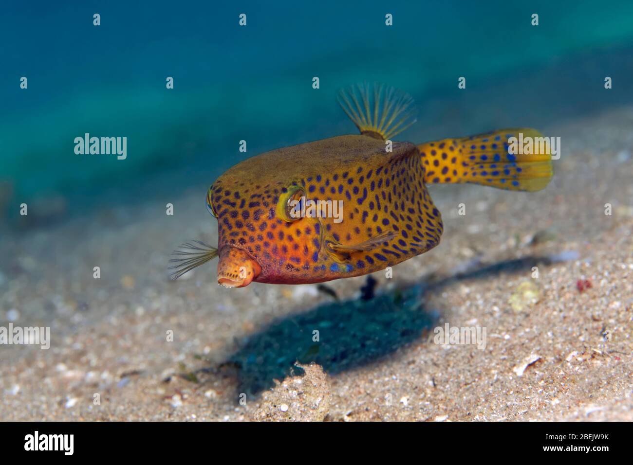 Yellow boxfish (Ostracion cubicus) swims over sandy bottom, youth form ...