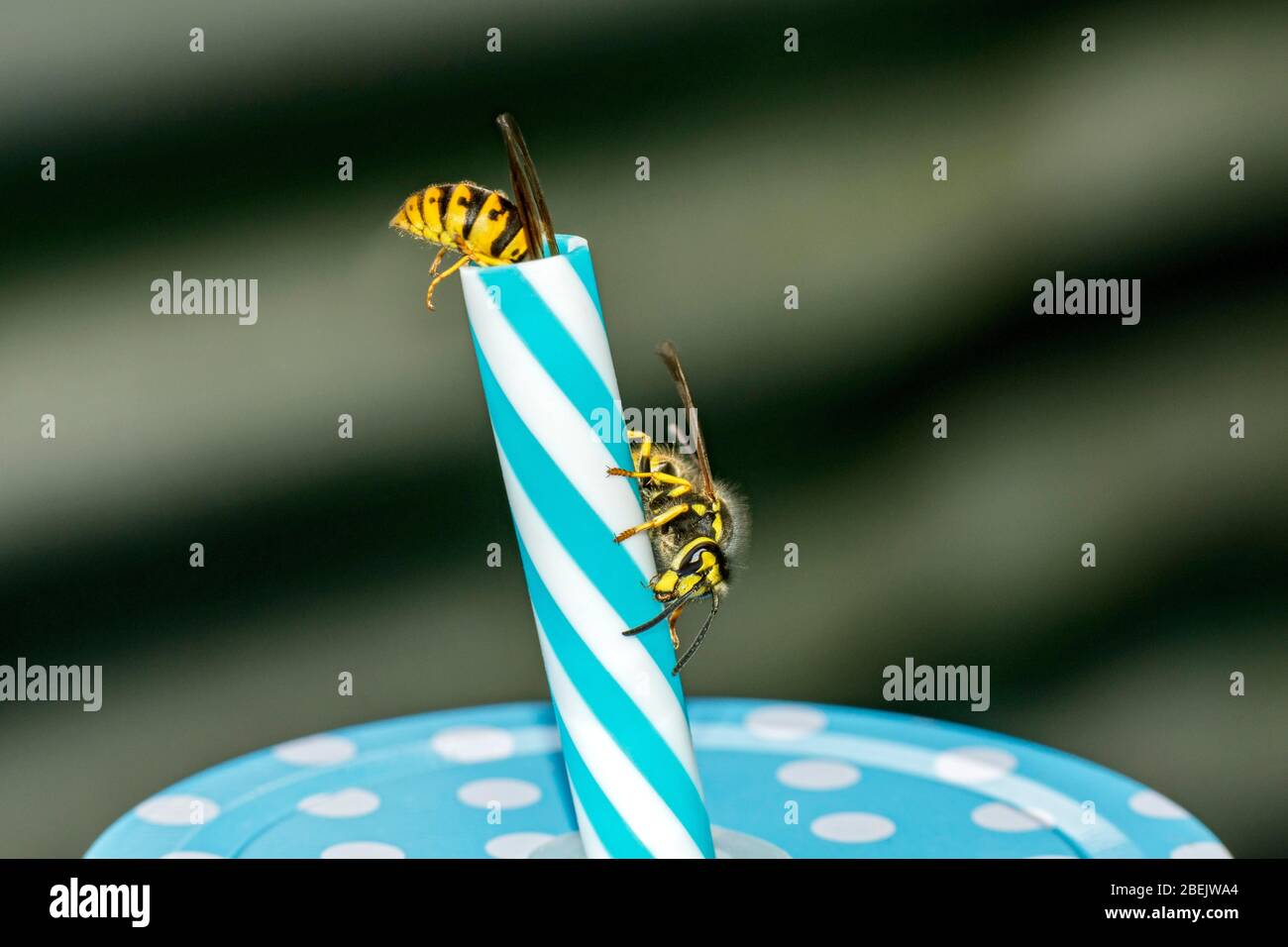 Straw animals hi-res stock photography and images - Alamy