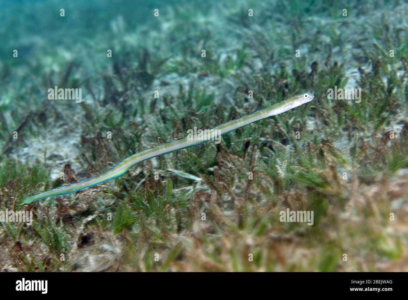 Onespot Wormfish (Gunnellichthys monostigma) swimming over sea grass ...