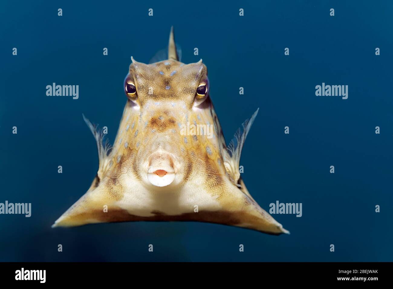 Humpback Turretfish (Tetrosomus gibbosus), Red Sea, Jordan Stock Photo ...