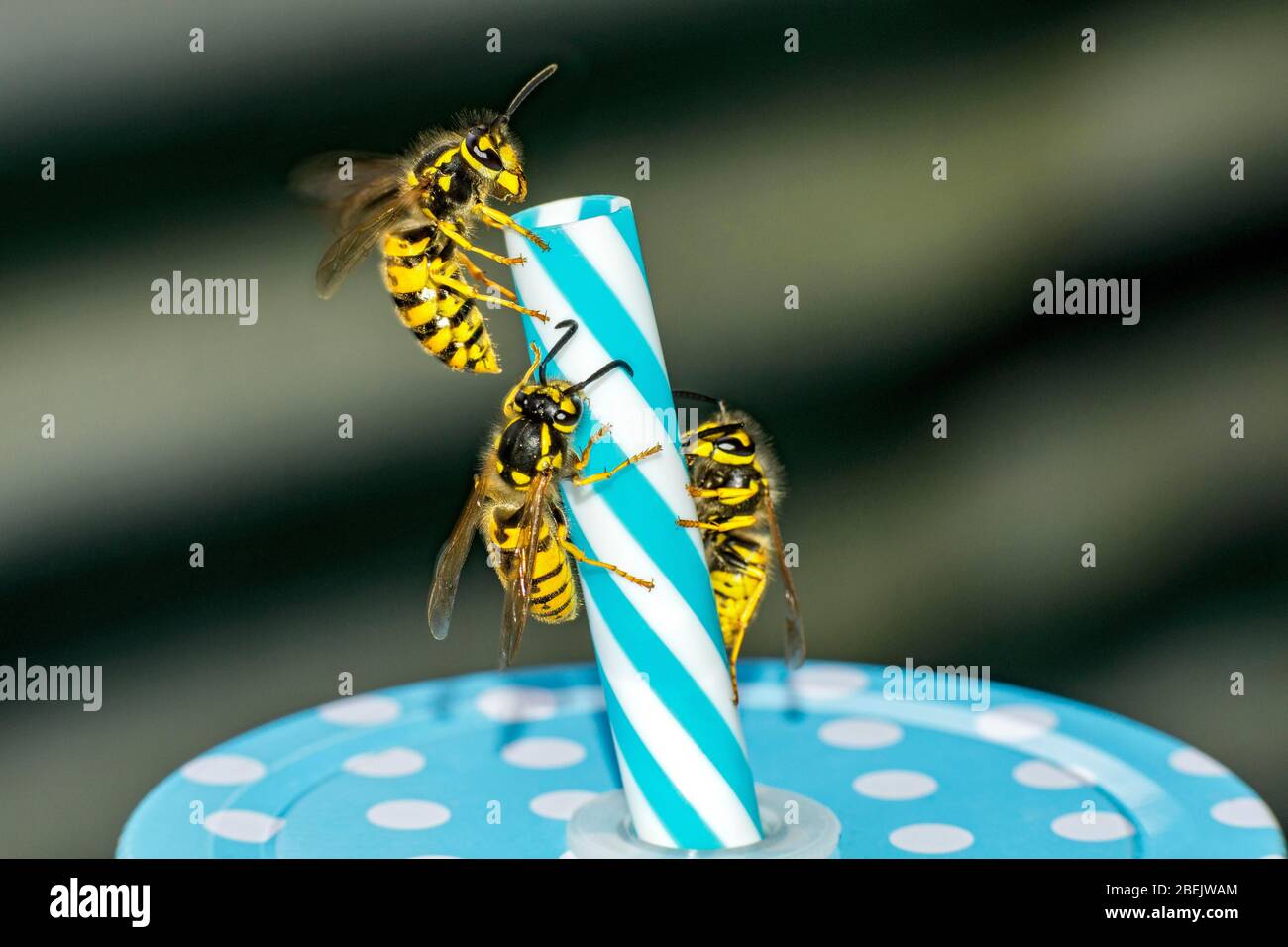 German wasps (Vespula germanica), three animals on drinking straw from ...