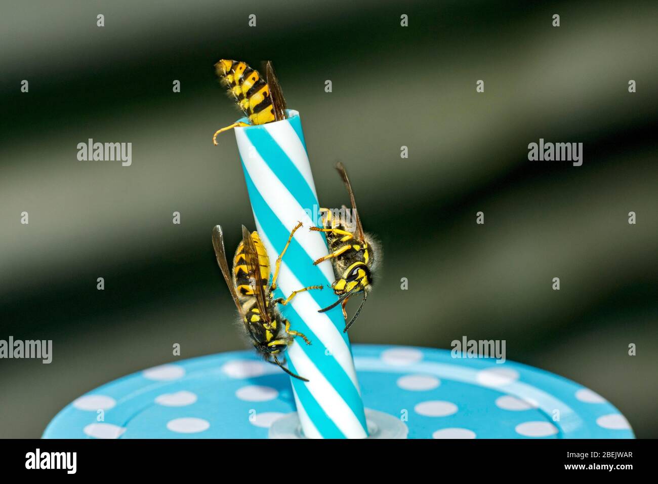 German wasps (Vespula germanica), three animals on drinking straw from ...