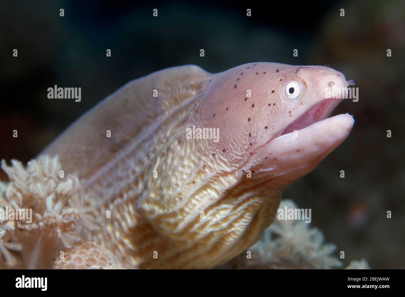 Geometric Moray (Gymnothorax griseus), animal portrait, Red Sea, Jordan ...