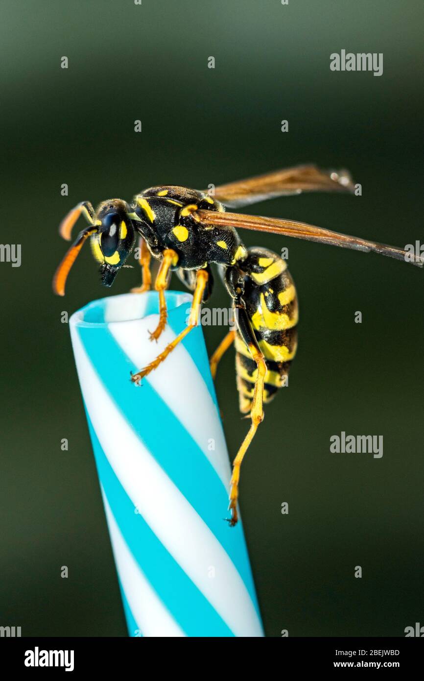 Straw germany hi-res stock photography and images - Alamy