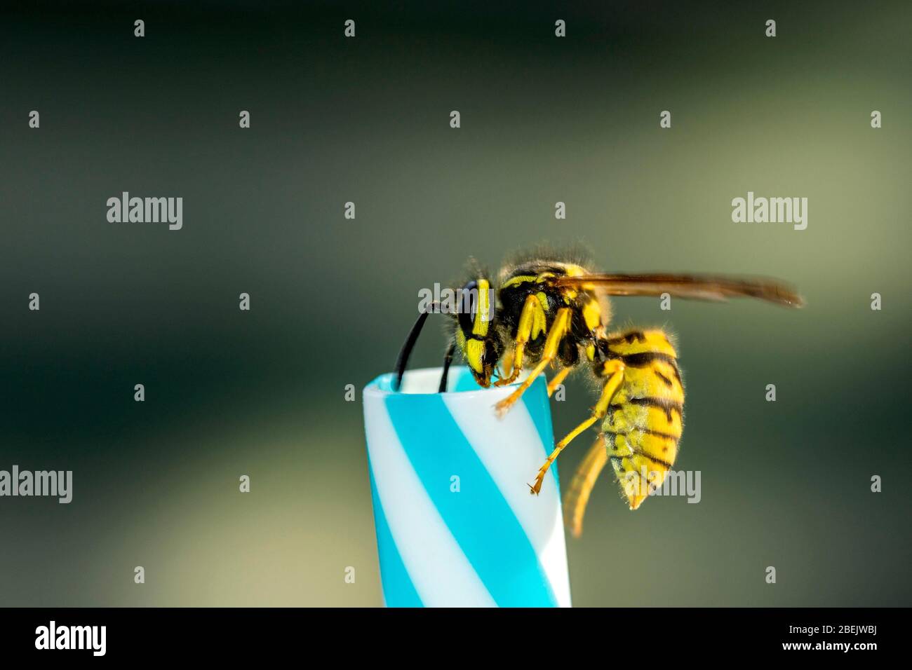German wasps (Vespula germanica), on drinking straw, Germany Stock ...