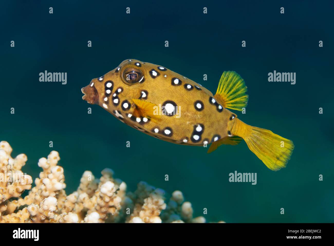 Yellow boxfish (Ostracion cubicus), youth form, Red Sea, Jordan Stock ...