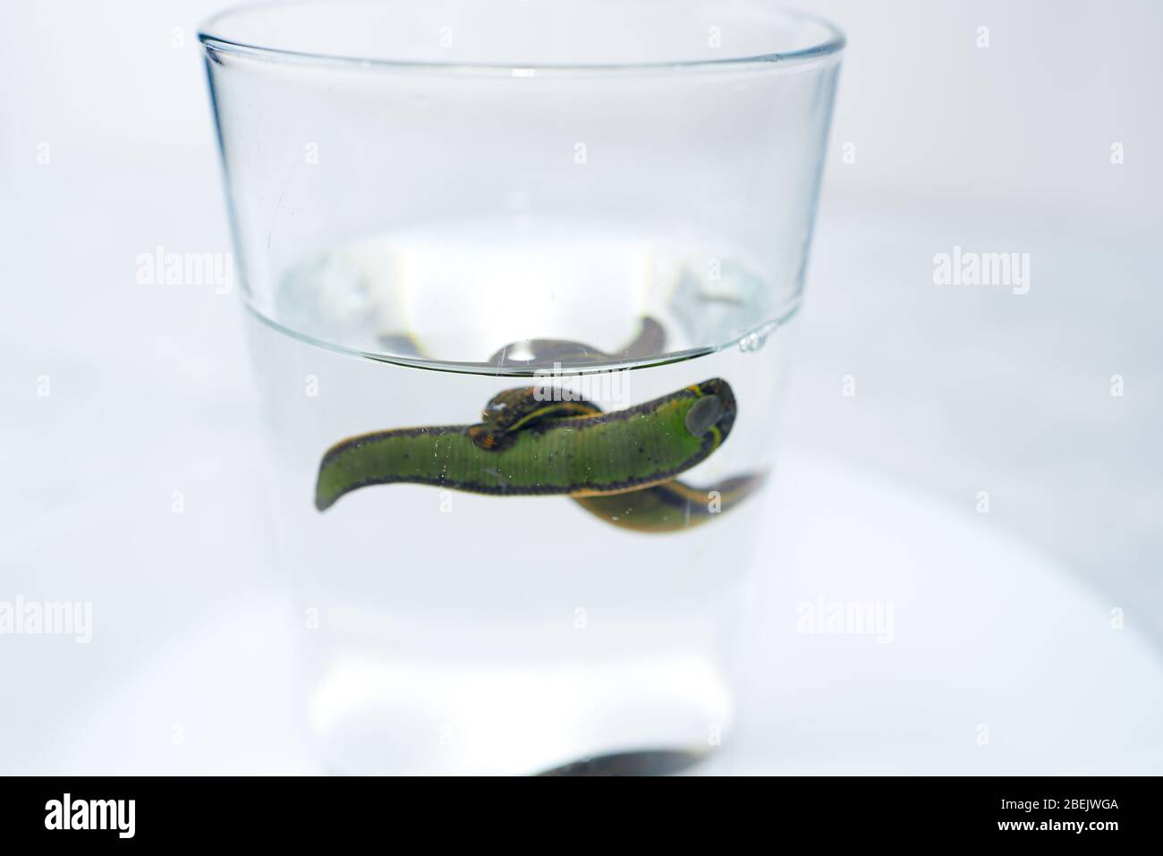 hirudotherapy, medical leech the suction blood of Stock Photo - Alamy