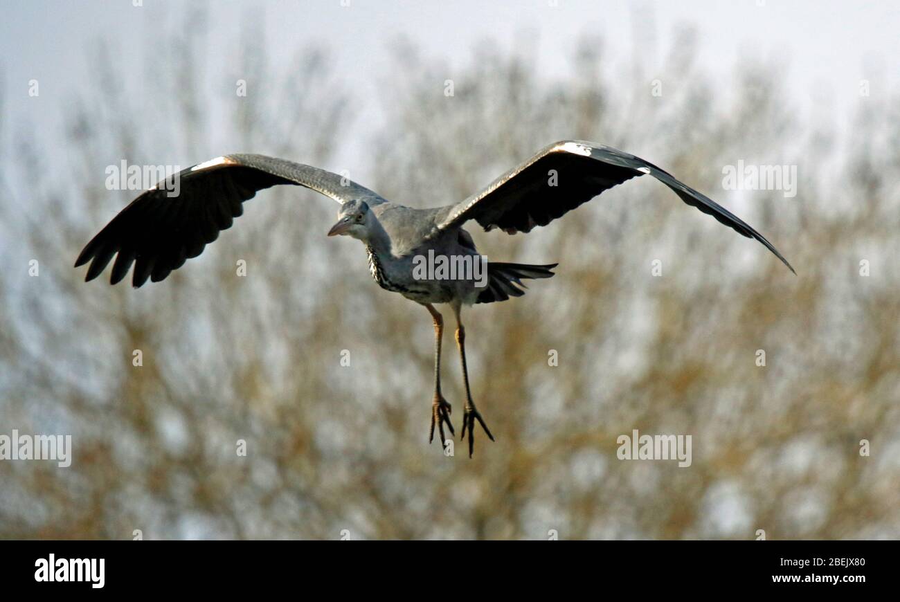 Grey heron in flight Stock Photo - Alamy