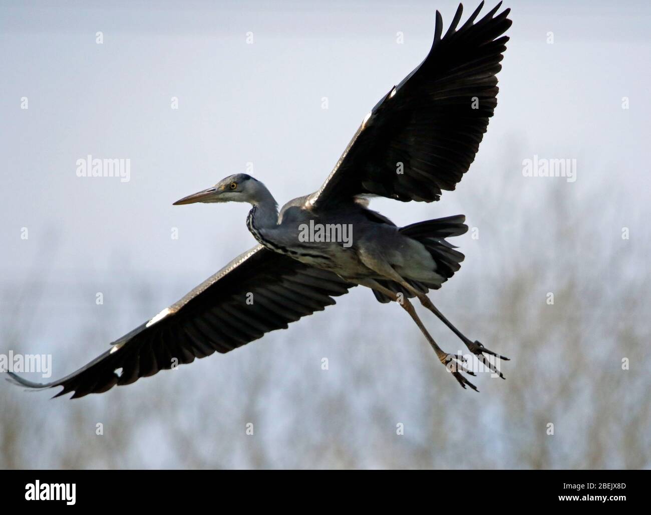Heron in flight hi-res stock photography and images - Alamy