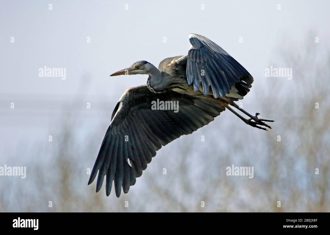 Heron in flight hi-res stock photography and images - Alamy