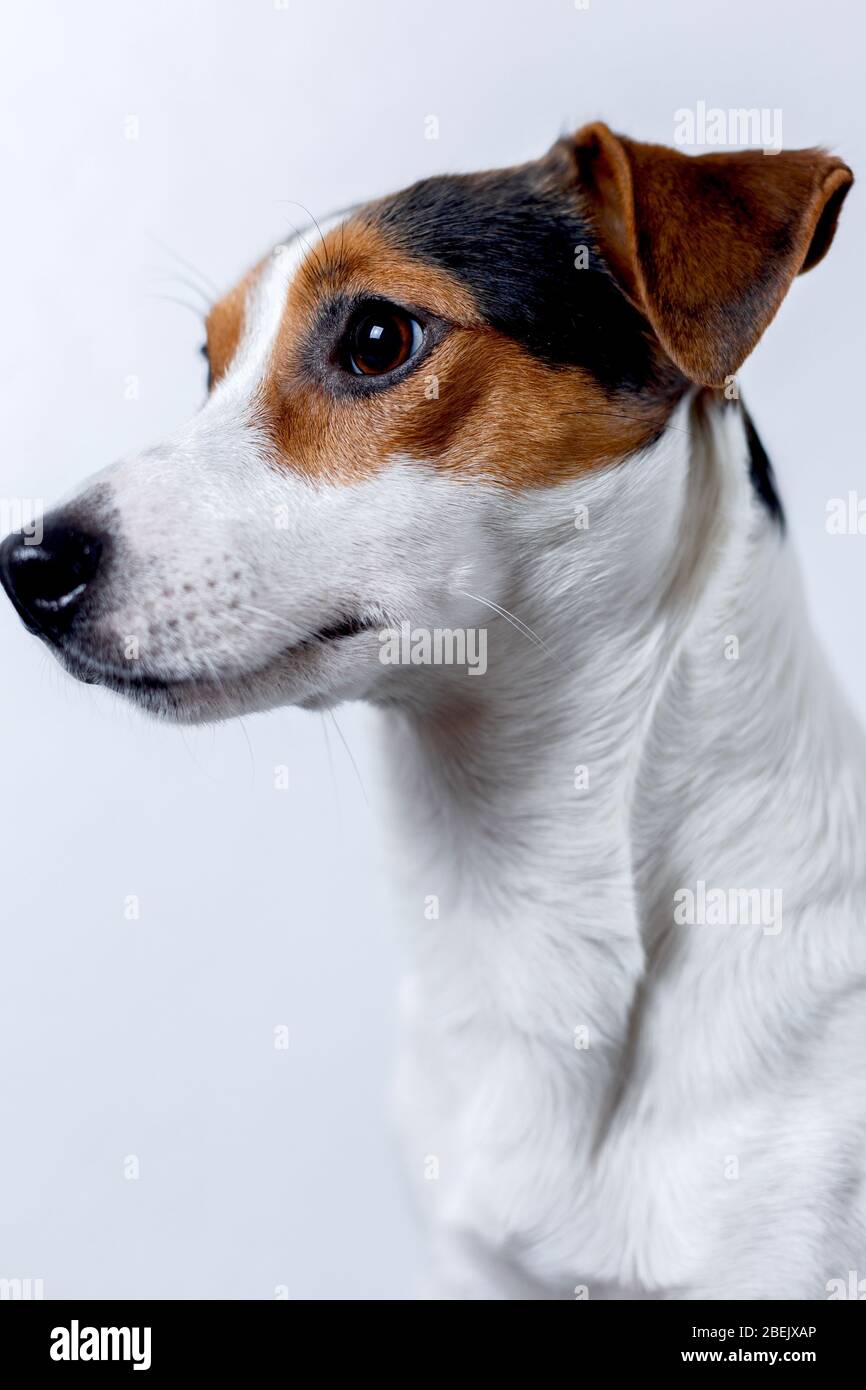 Cute and handsome dog Stock Photo - Alamy