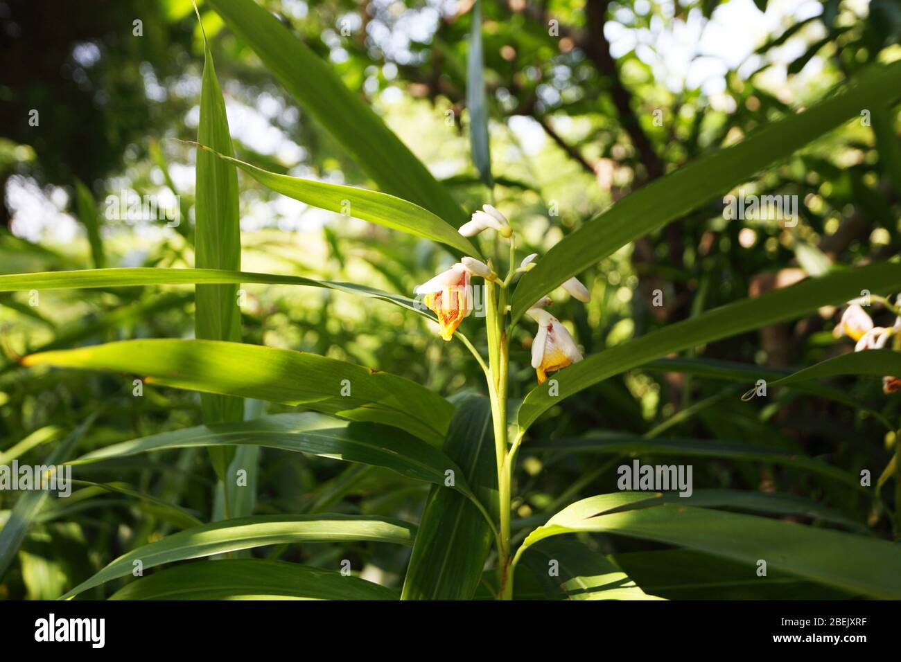 Stem and flower of Amomum villosum Lour., a Zingerbareae's member Stock ...