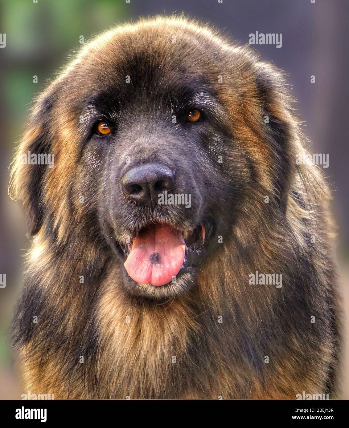 Cute and handsome dog Stock Photo - Alamy