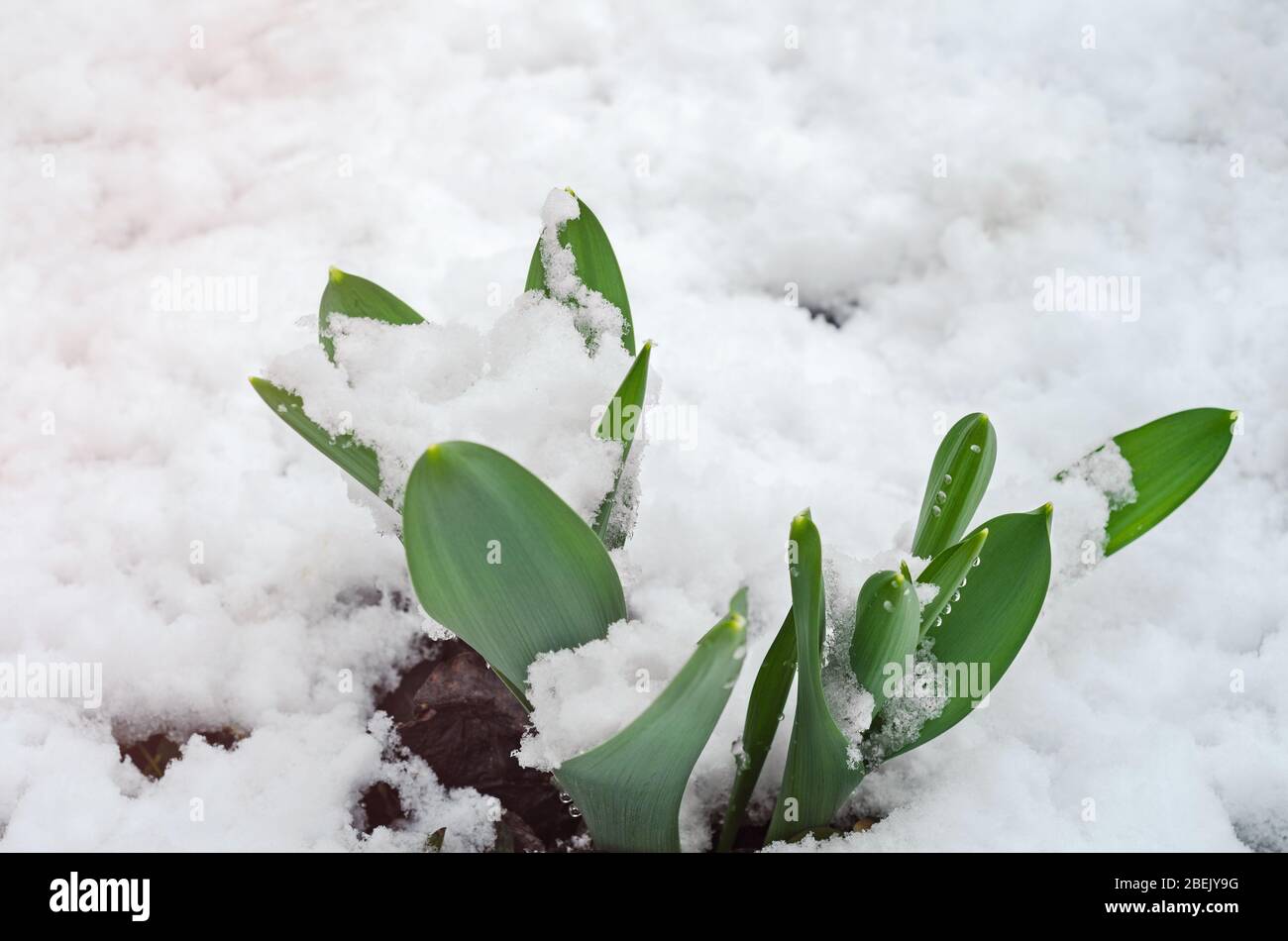 Mud covered leaves hi-res stock photography and images - Alamy