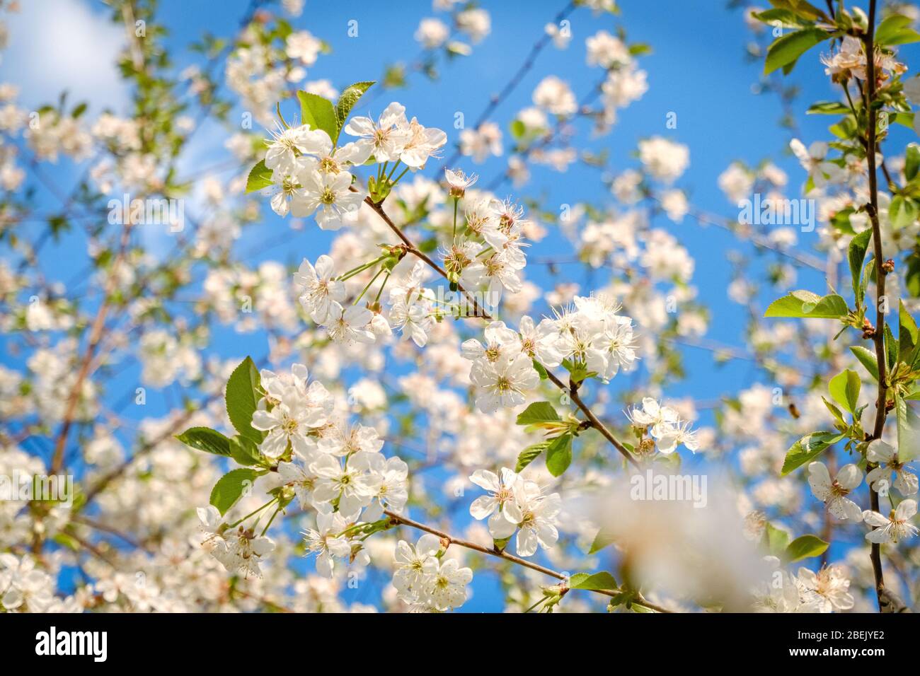 Short depth of field flower hi-res stock photography and images - Alamy