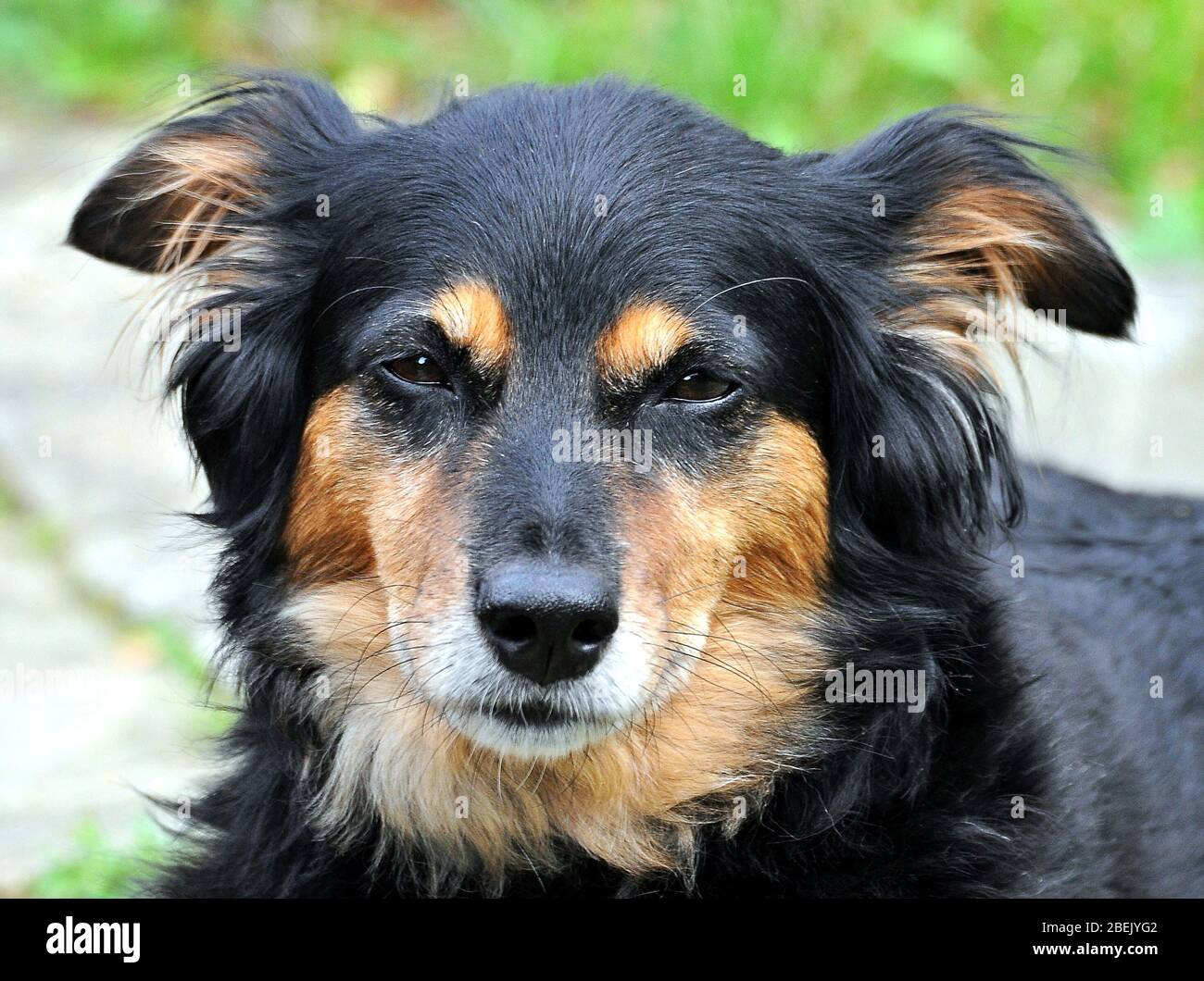 Cute and handsome dog Stock Photo - Alamy