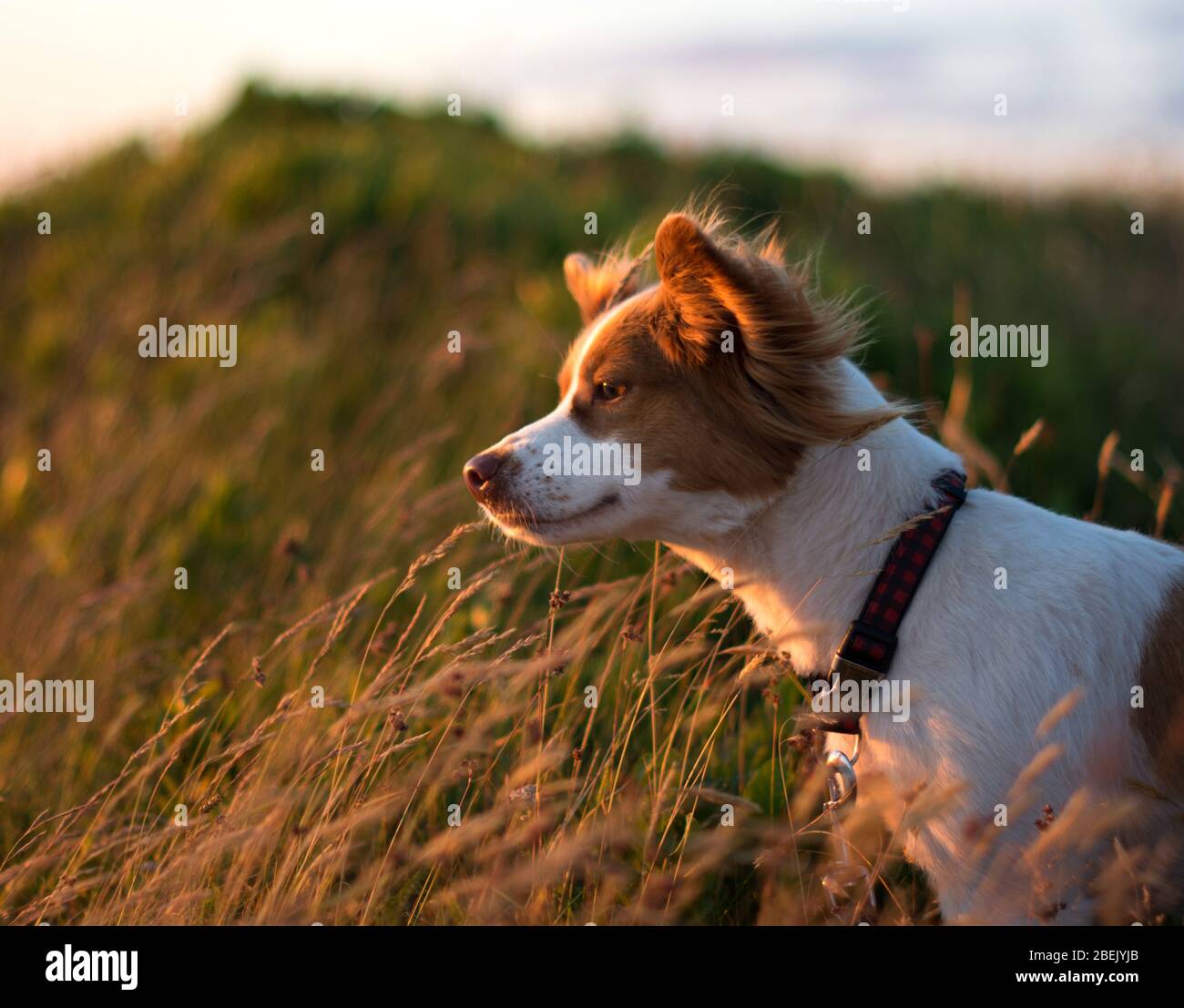 Cute and handsome dog Stock Photo - Alamy
