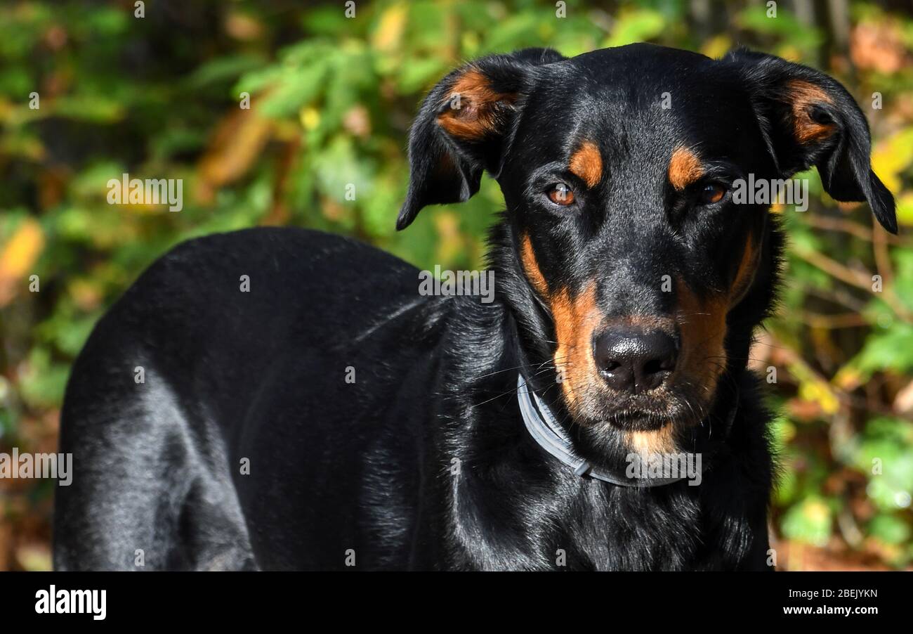 Cute and handsome dog Stock Photo - Alamy