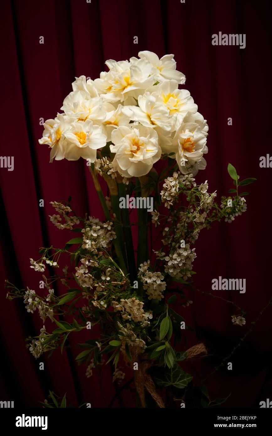 Daffodils and spirea Bridal veil/bush display in vase with dark ...