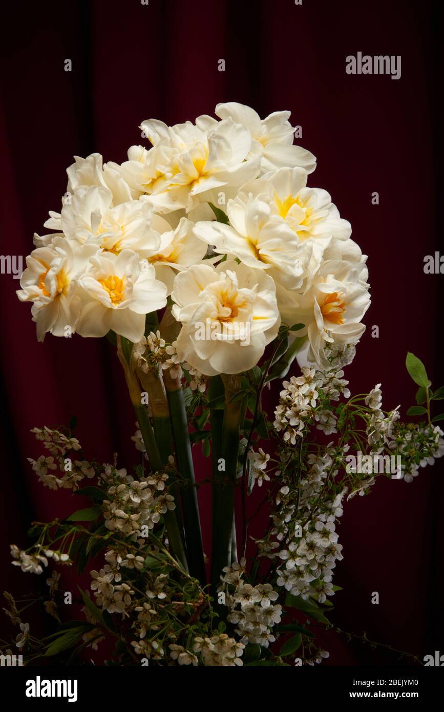 Daffodils and spirea Bridal veil/bush display in vase with dark ...