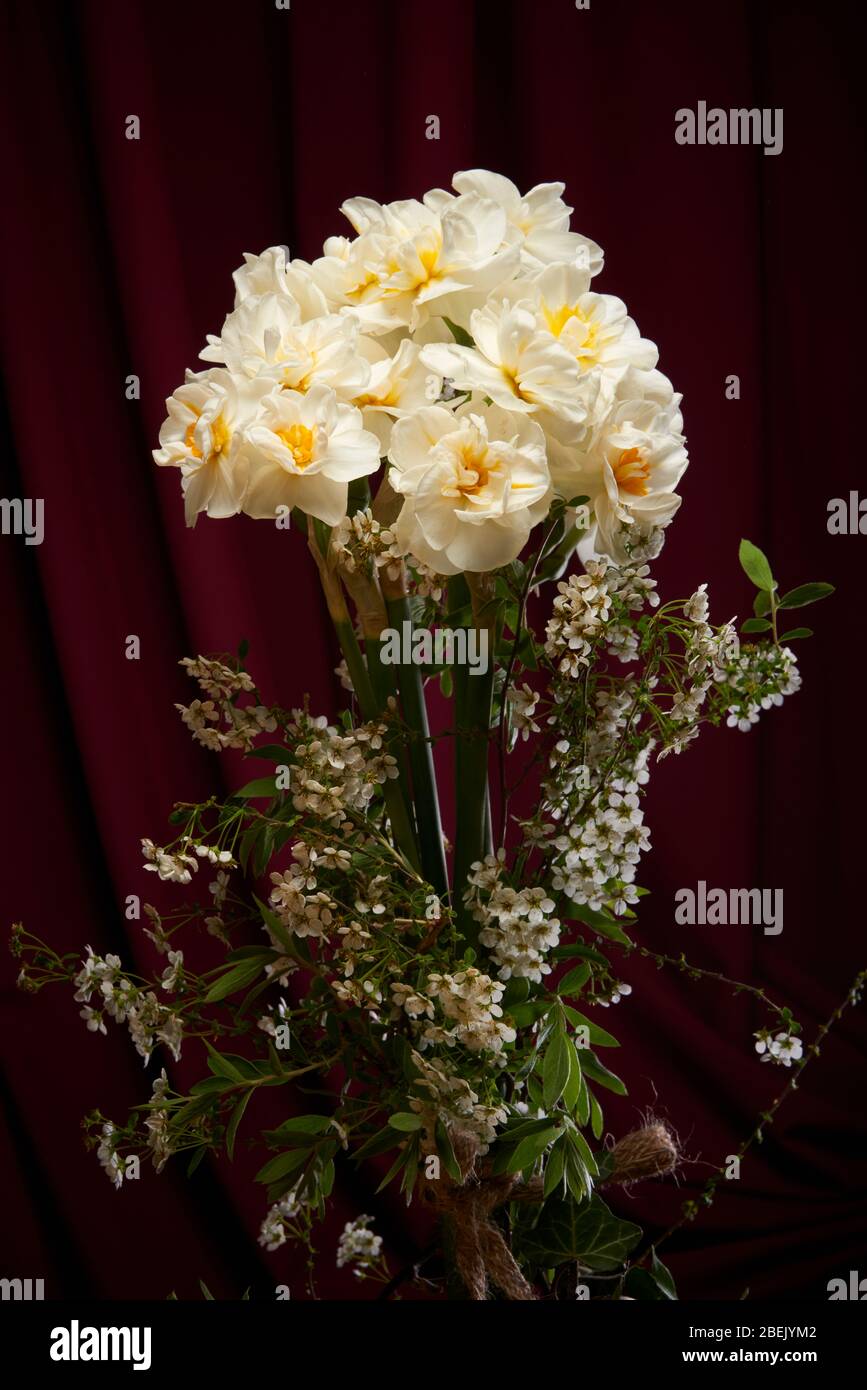 Daffodils and spirea Bridal veil/bush display in vase with dark ...