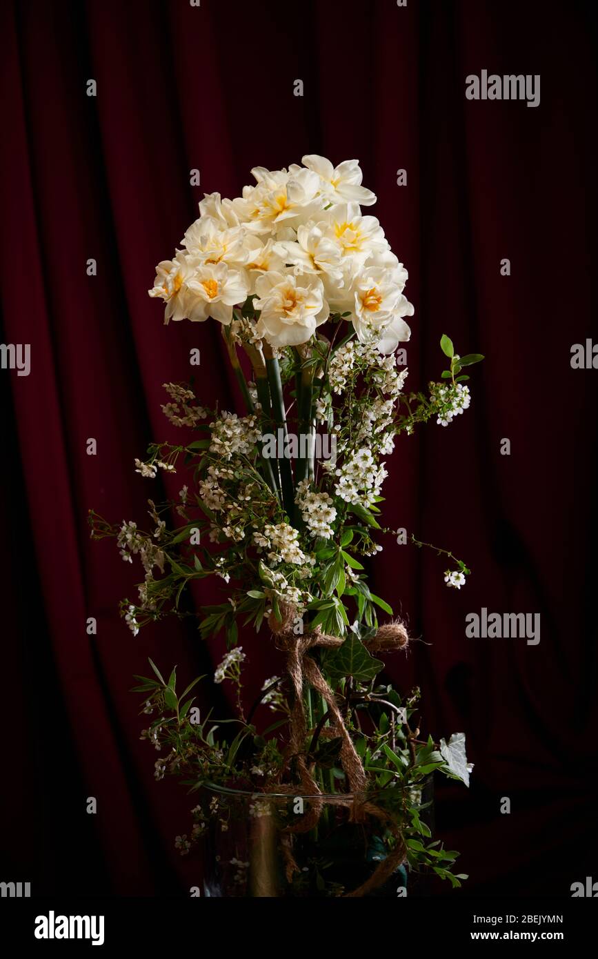 Daffodils and spirea Bridal veil/bush display in vase with dark ...