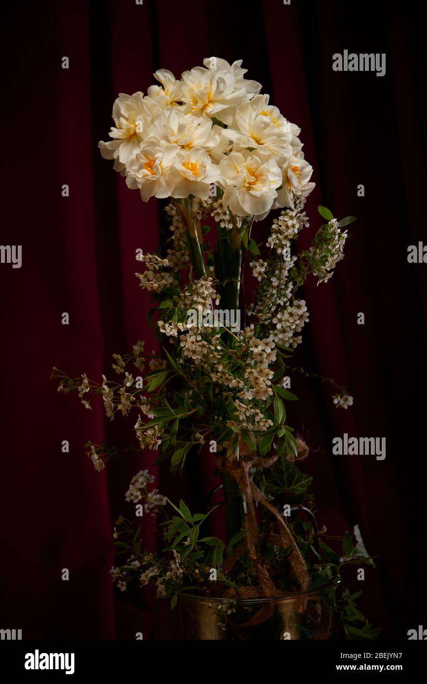 Daffodils and spirea Bridal veil/bush display in vase with dark ...