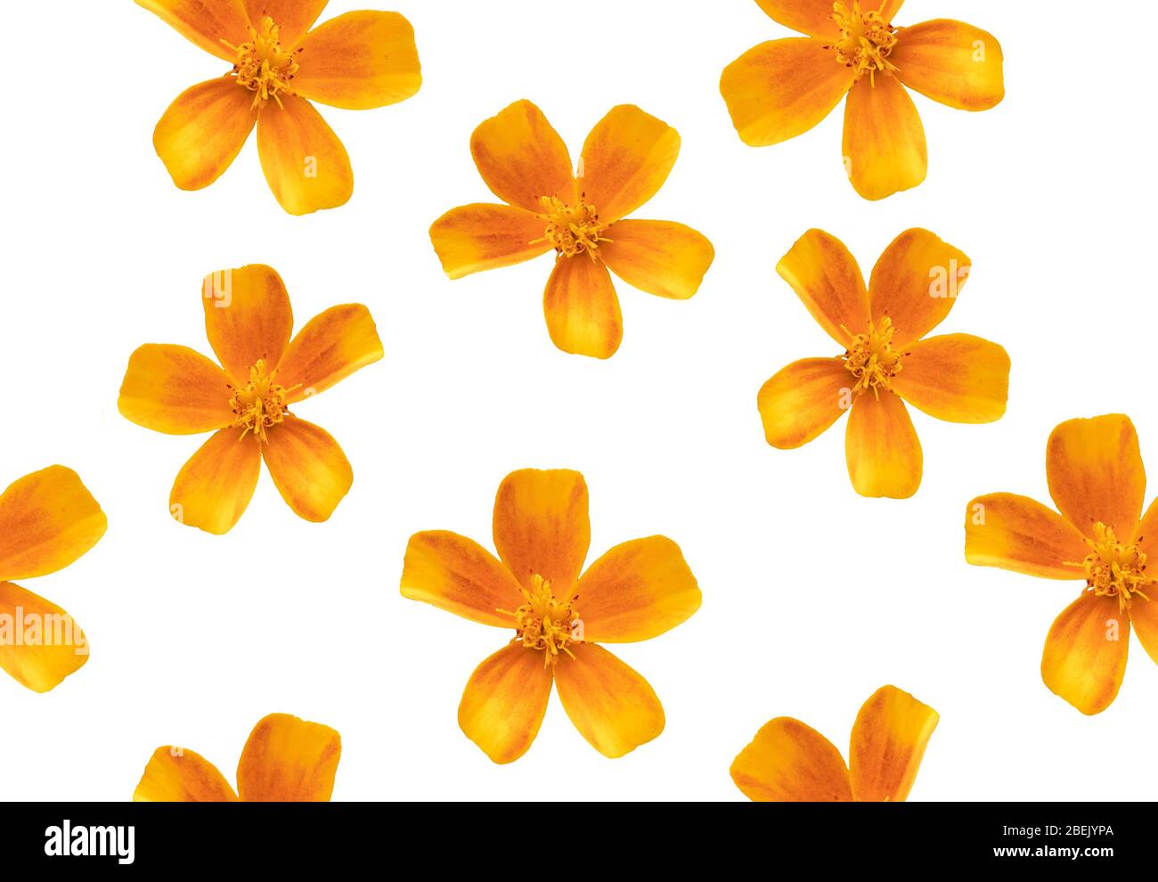 Seamless marigold flower texture background. Top view pattern Stock ...