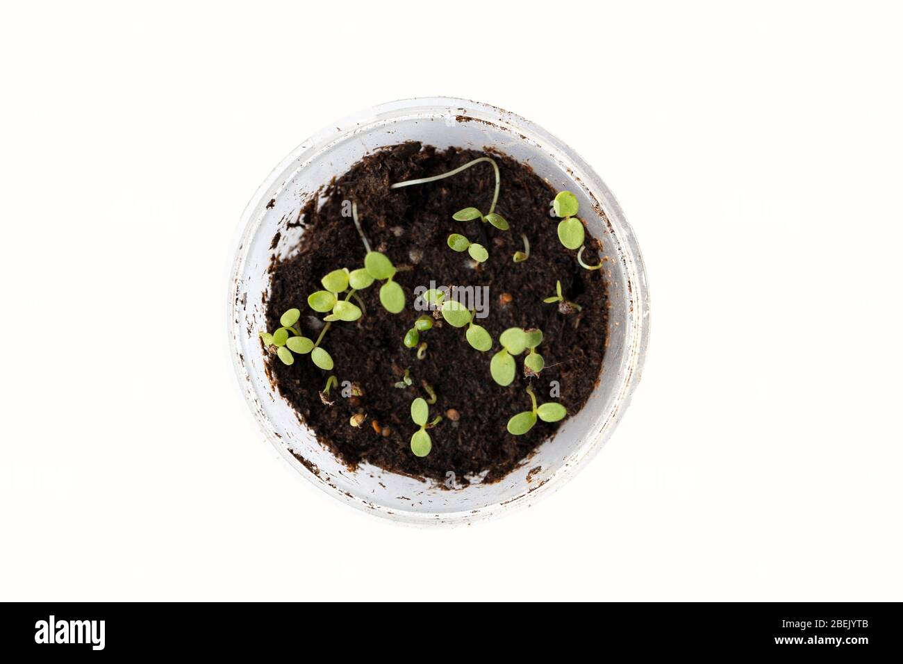Sprout planting farm Cut Out Stock Images & Pictures - Alamy