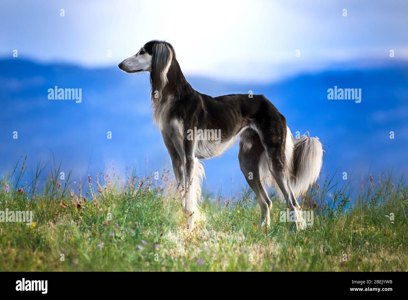 Cute and handsome dog Stock Photo - Alamy