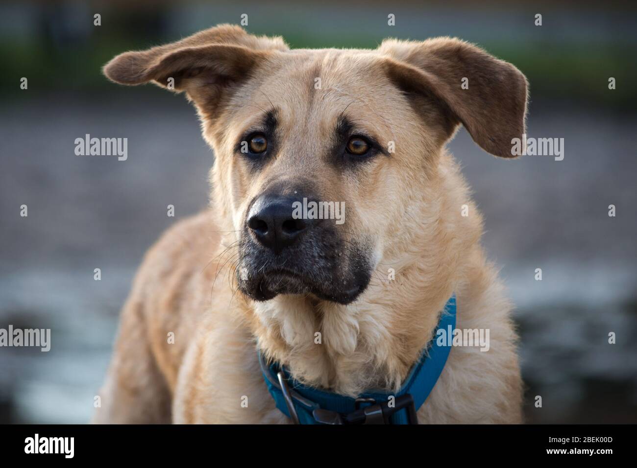 Cute and handsome dog Stock Photo - Alamy