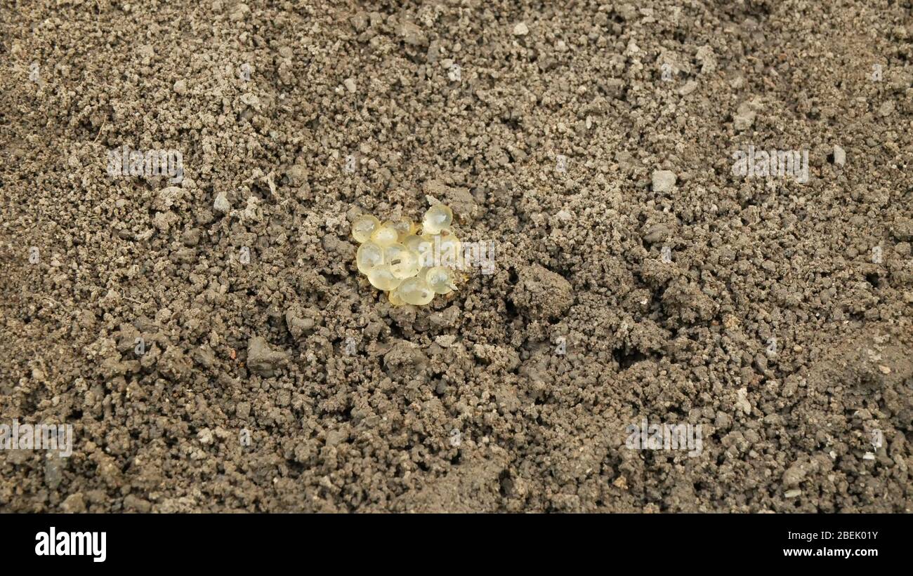 Eggs cluster largest biggest slug Limax maximus in the soil under the ...