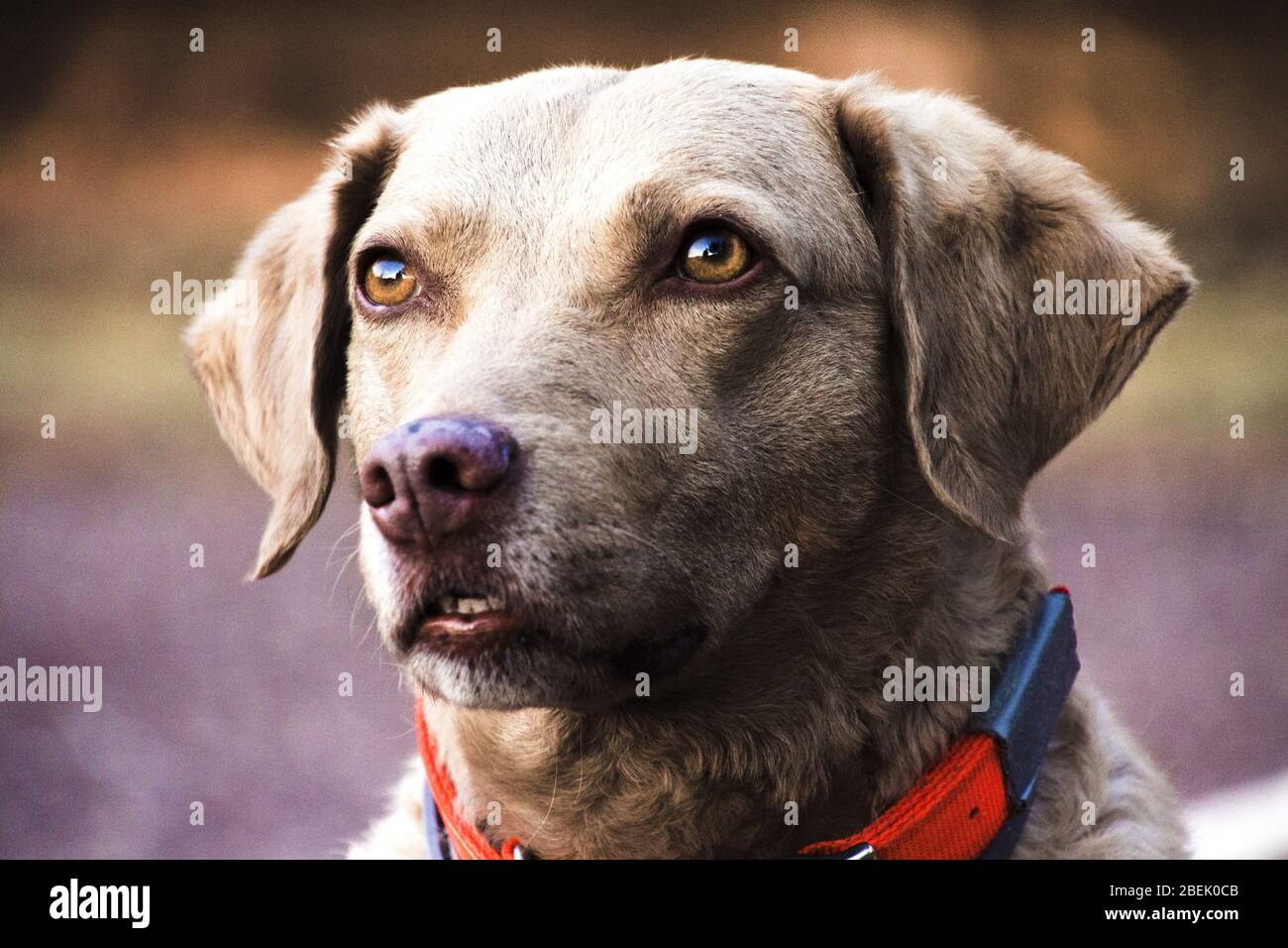 Cute and handsome dog Stock Photo - Alamy