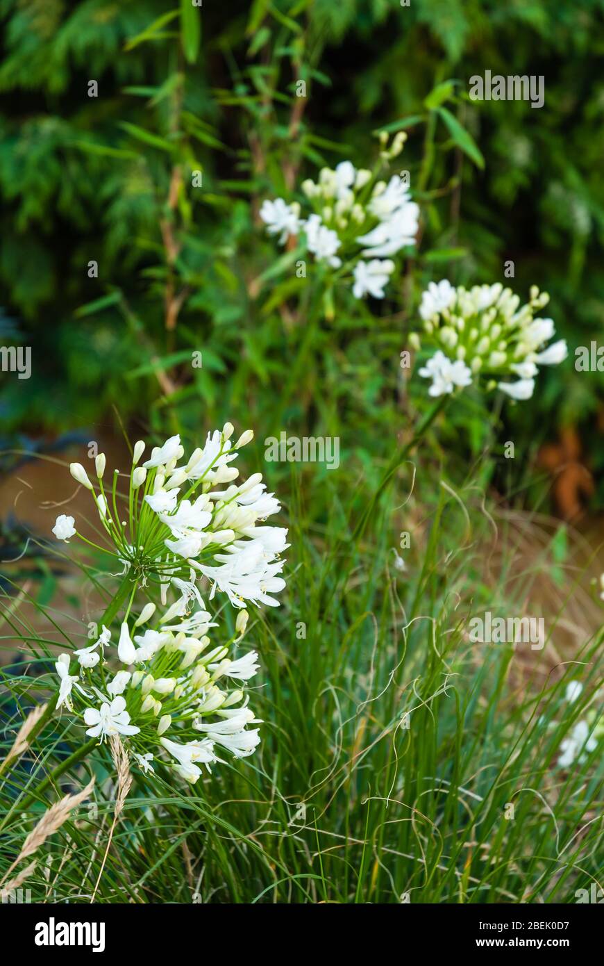 Britain in Bloom Gold Competition Winners Stock Photo - Alamy