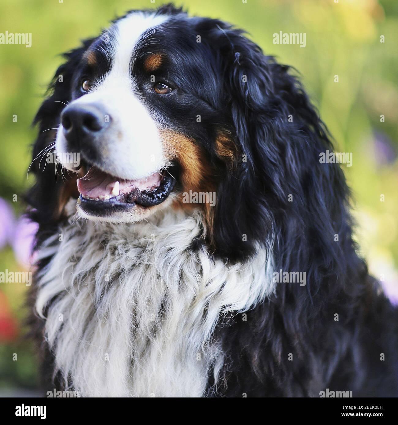 Handsome dogs hi-res stock photography and images - Alamy