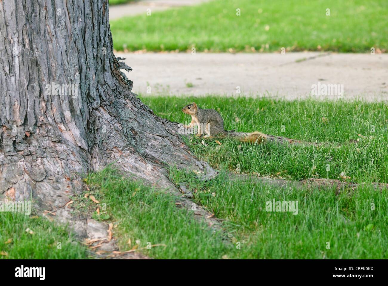 a squirrel getting ready to run up the side of a tree Stock Photo - Alamy