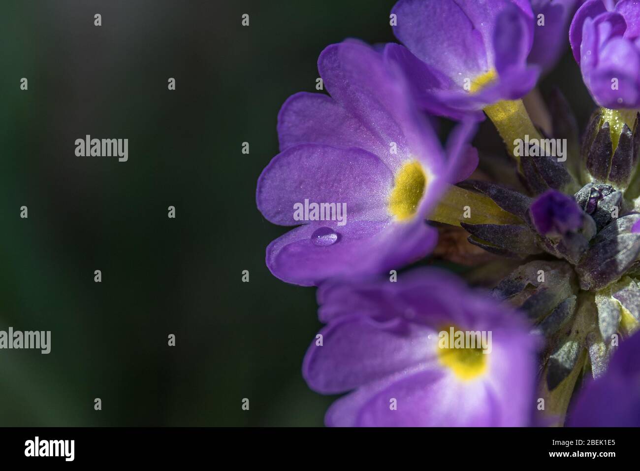 spring flower up close and purple Stock Photo - Alamy