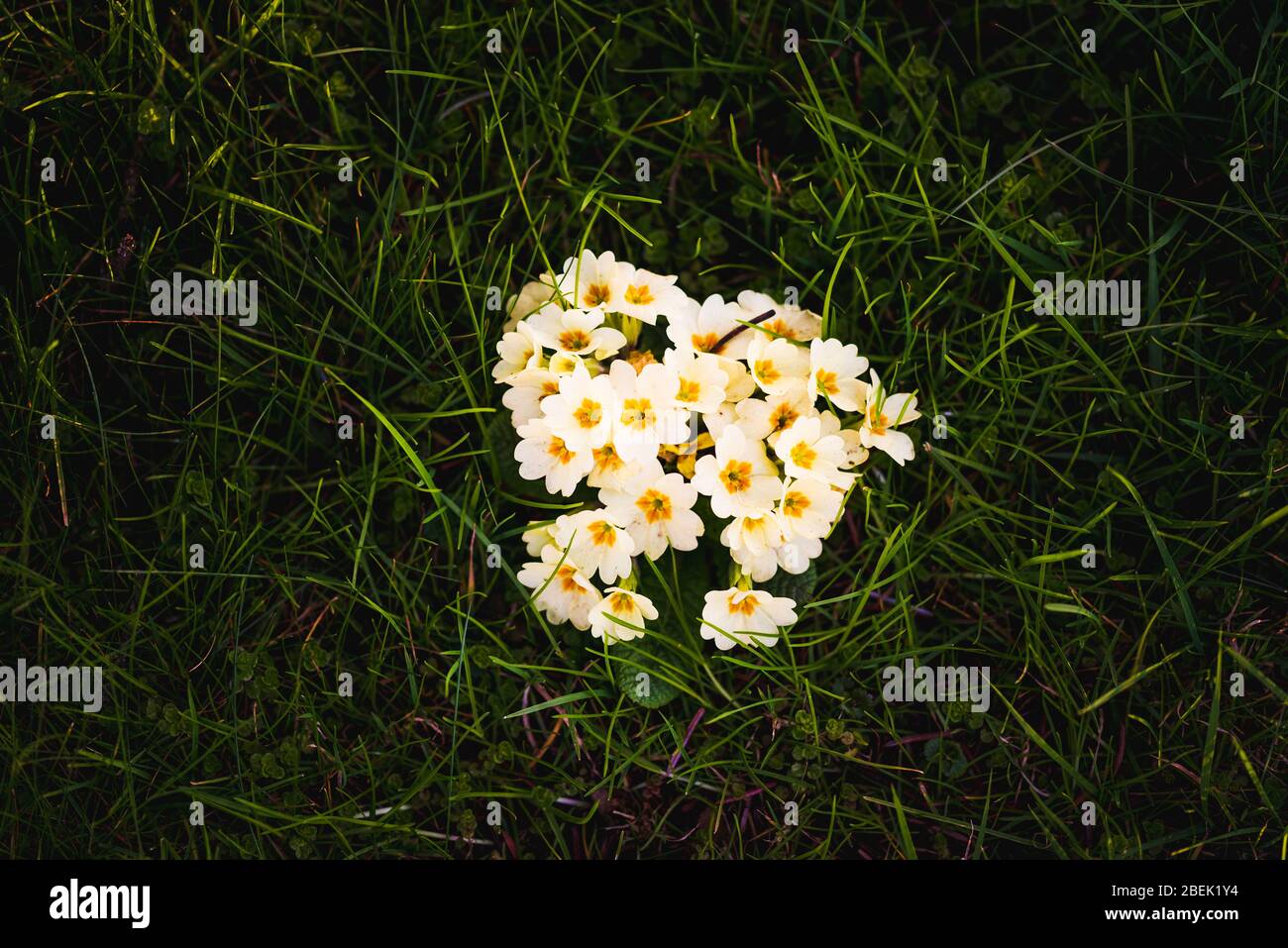 White spring flowers in top view in green grass Stock Photo - Alamy