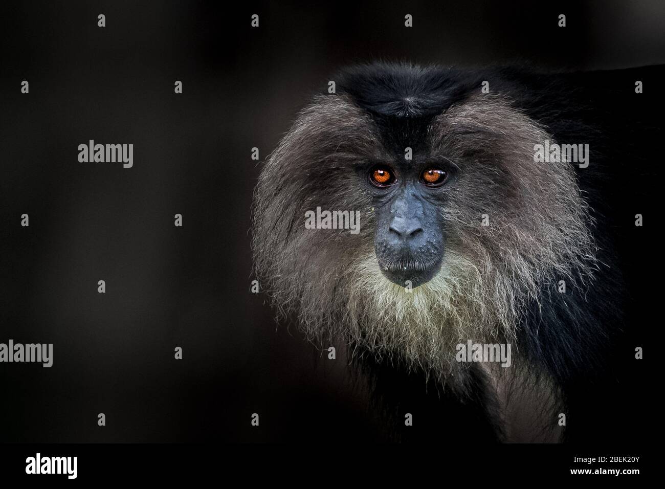 Lion tailed macaque hi-res stock photography and images - Alamy