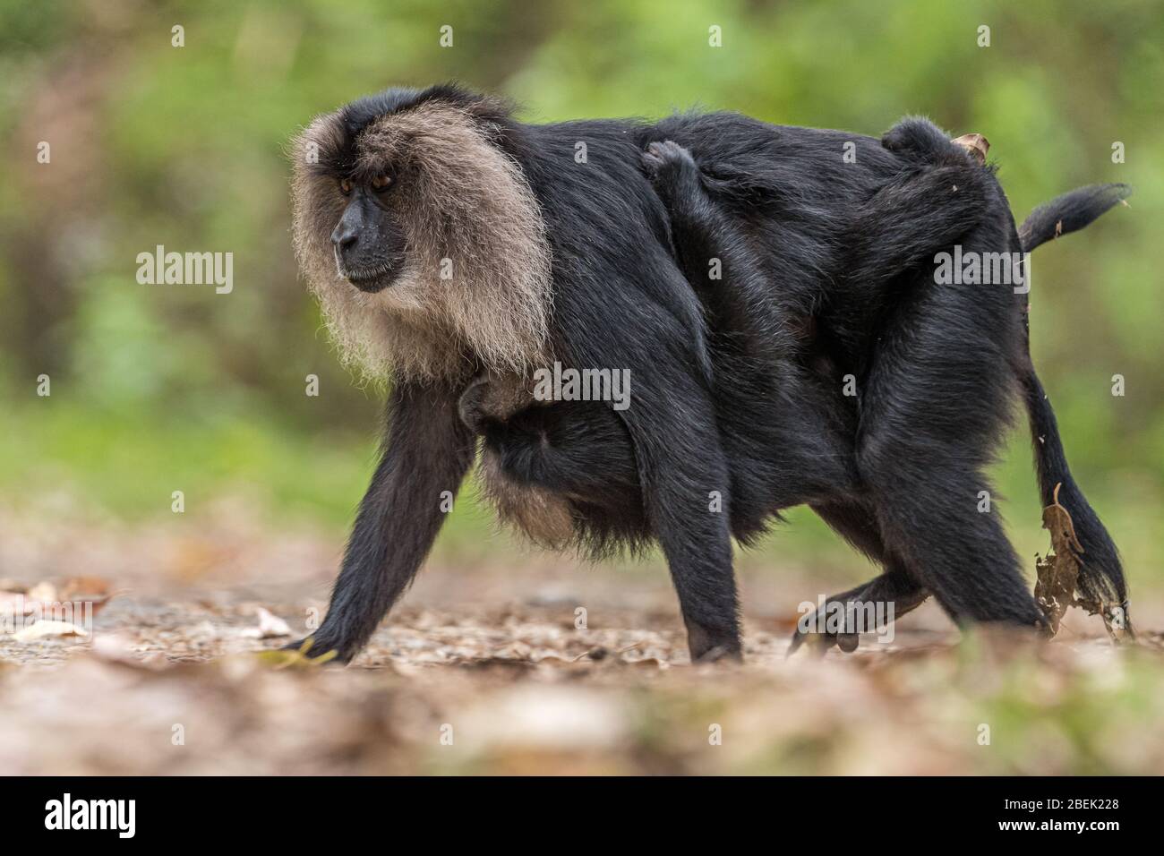 The World of Lion Tailed Macaque! Stock Photo - Alamy