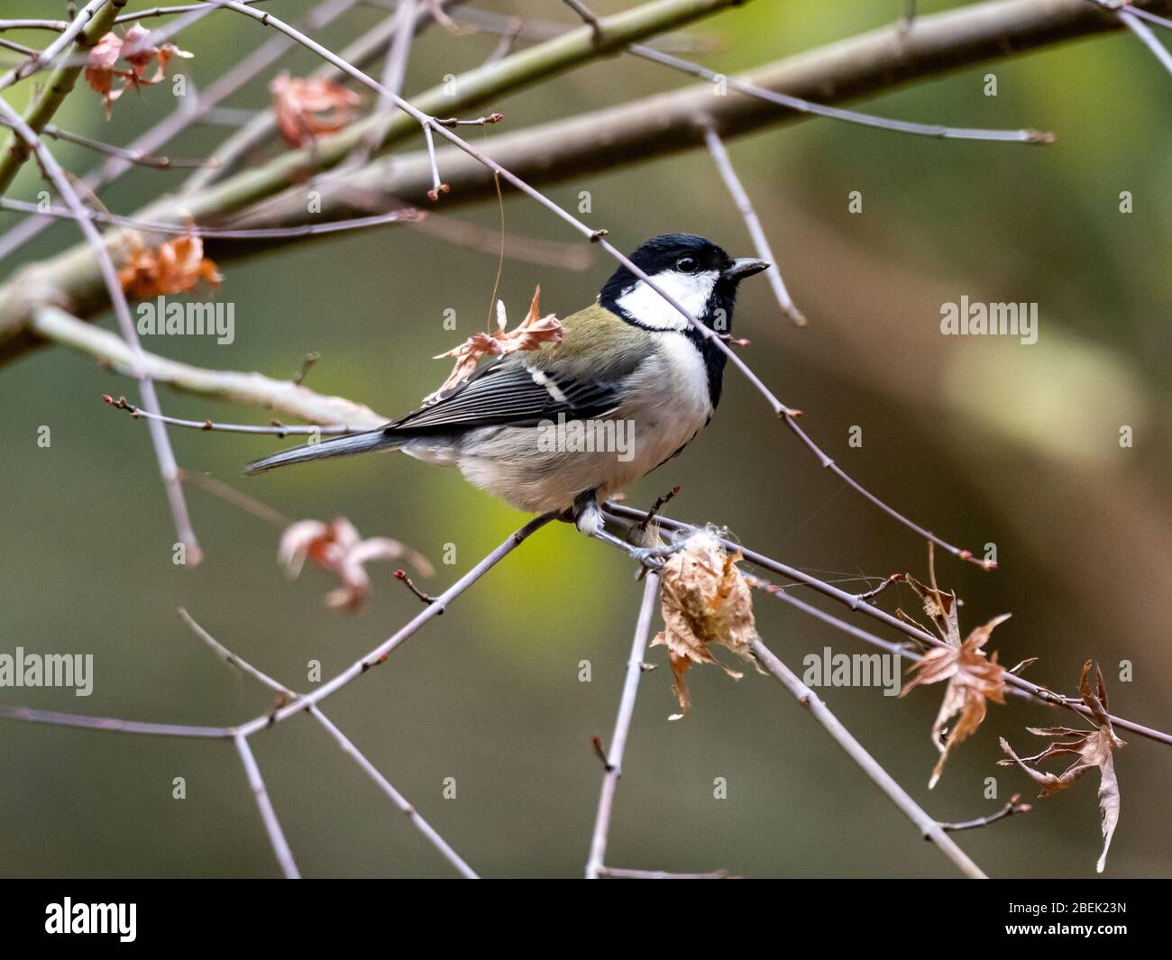 A Japanese tit, parus minor, perches in a winter bare tree in a forest ...